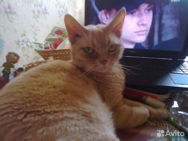 Корниш-рекс