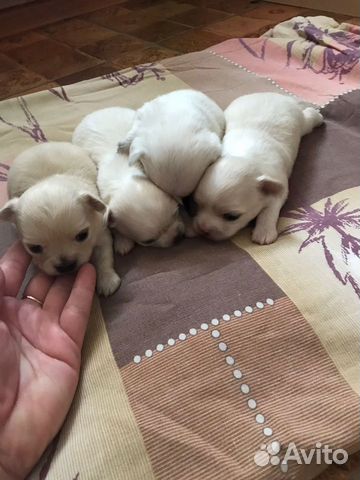 Чихуахуа мини