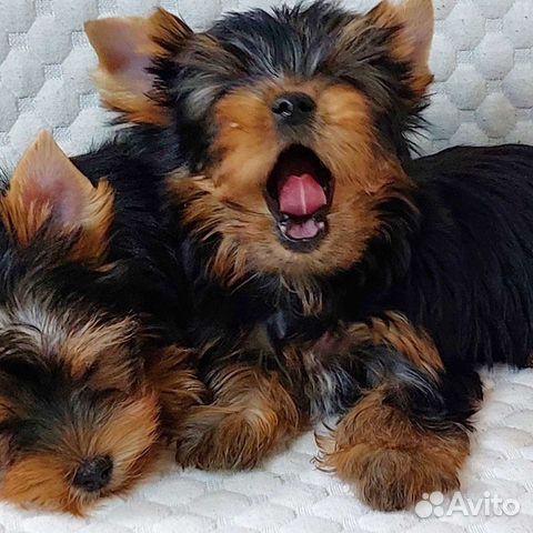 Йоркширский терьер щенки девочки