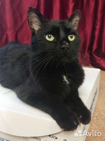 Черный ласковый кот Масяня