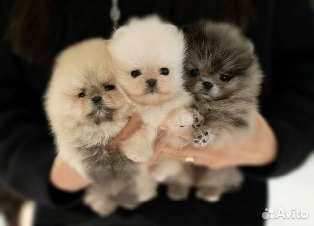 Micro и Mini Мишки*Доставка/Самовывоз