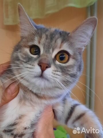 Особенная кошечка бесплатно в добрые руки