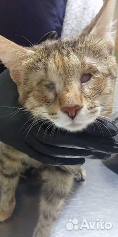 Кошечка очень трудной судьбы в дар