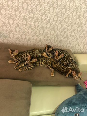 Бенгальские котята