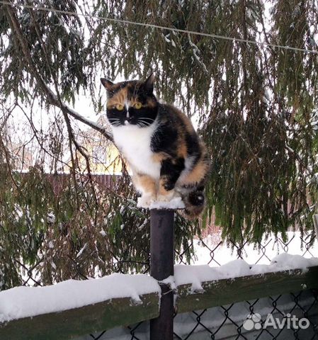 Кошка ищет хозяев