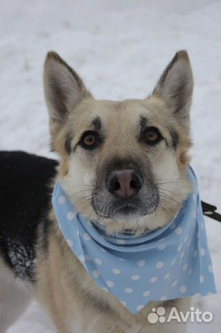 От Норда отказались как от ненужной вещи