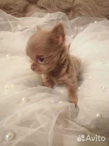 Лиловая грация