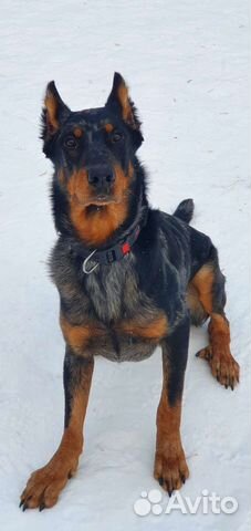 Французская овчарка, босерон