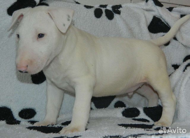 Мальчик стандарт бультерьера