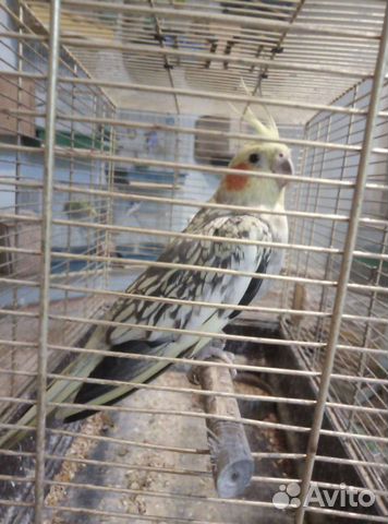 Попугай Карелла (самка)