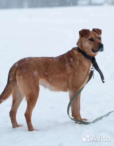 Молодая активная Кения ищет дом