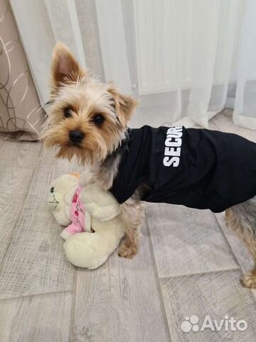 Йоркширский терьер стандарт. Вязка