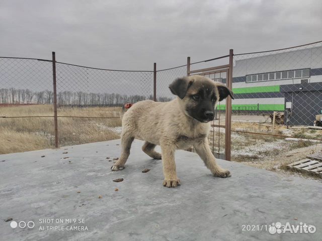Щенок метис лабрадор алабай мальчик
