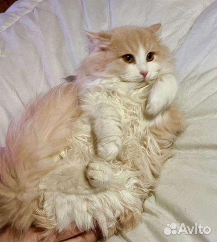 Сибирская котенок в добрые руки