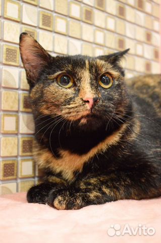 Кошка Рокси 9 мес