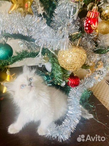 Милейшая Невская девочка