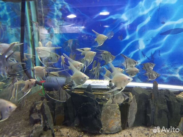 Скалярия берзка и платиновая