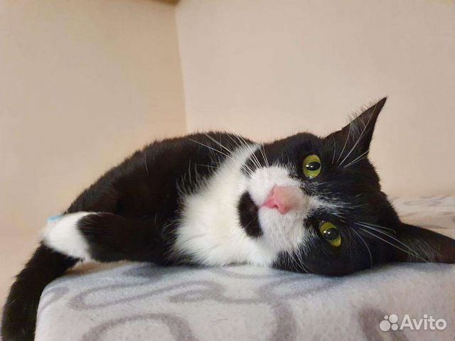 Котик маркизного окраса в дар