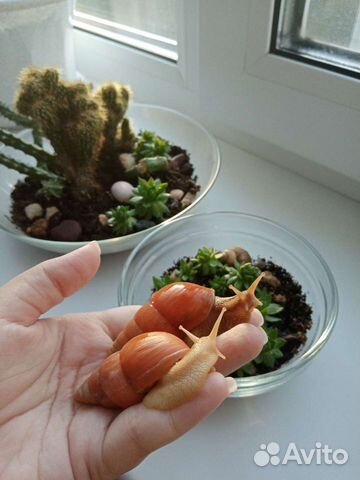 Лимиколярия оранж f2 Лимки Улитки