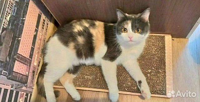 Кошечка Моника в добрые руки