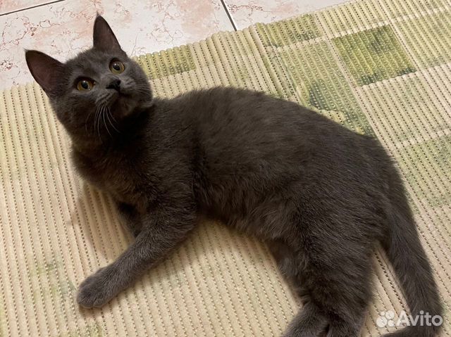 Британский кошка 5 месецв