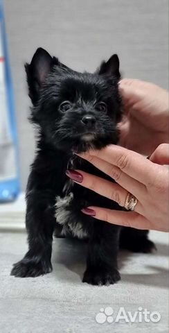 Чёрный йорк