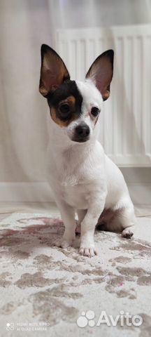 Ищем девочку для вязки, помесь Чихуахуа и Торт тер