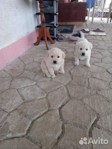 Мальчики щенки лабрадора и дворняги