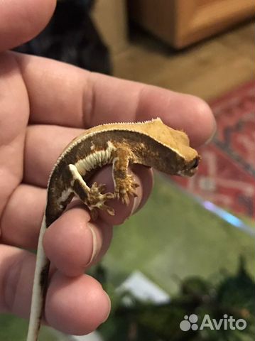 Реснитчатый бананоед LW