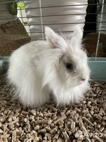 Декоративный кролик, клетка в подарок