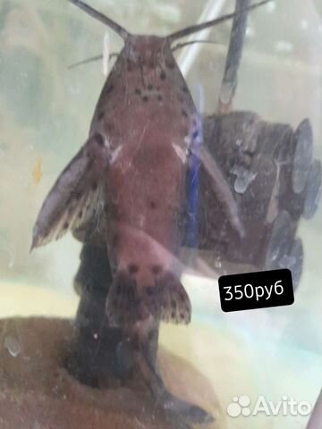 1 Сом парчовый 2Сомики-анцистры