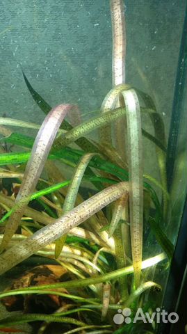 Валиснерия Тигровая