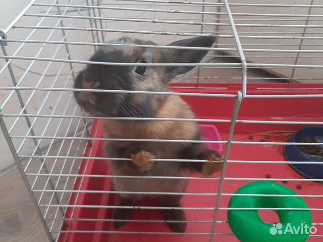 Декоративный кролик с клеткой