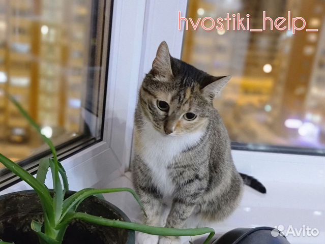 Корыстная и расчетливая кошка