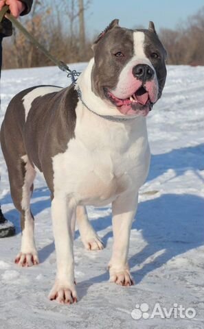 Американский Булли XL две девочки