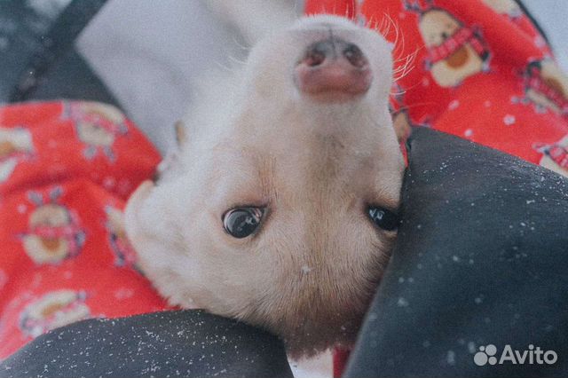 Щенок в добрые руки