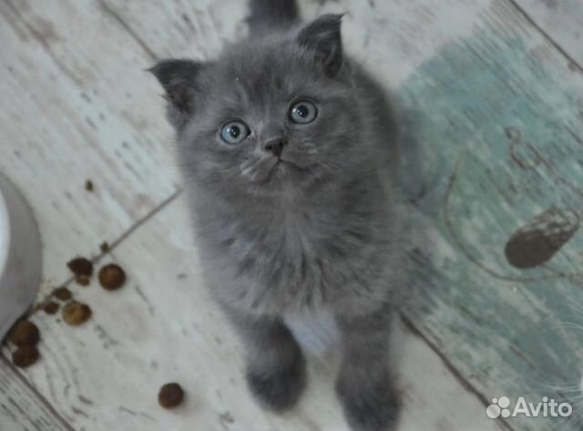 Шотландский котенок