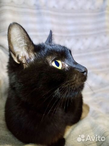 Черный котик Макс ищет дом