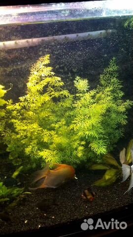 Украшения для аквариума