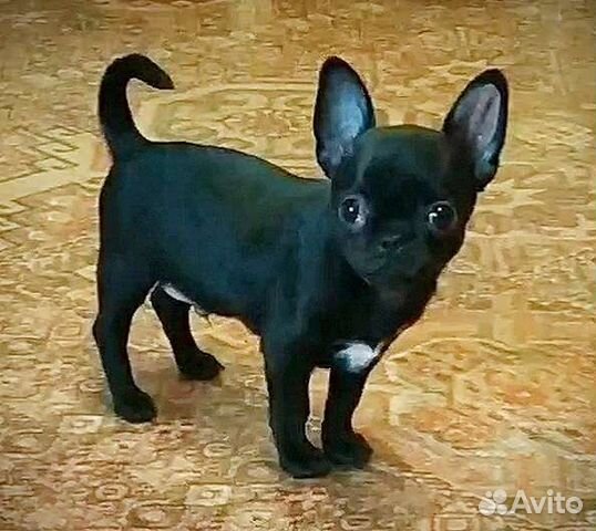 Угольно черный дизайнерский Чихуахуа