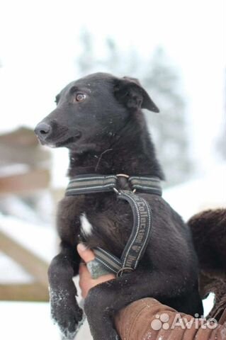 Собака в добрые руки