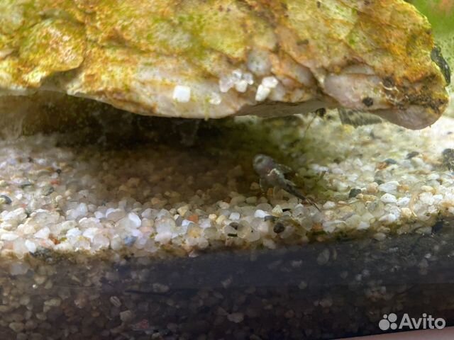 Маленькие сомики