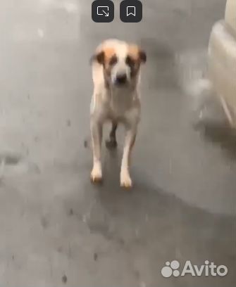 Больной собаке нужен дом