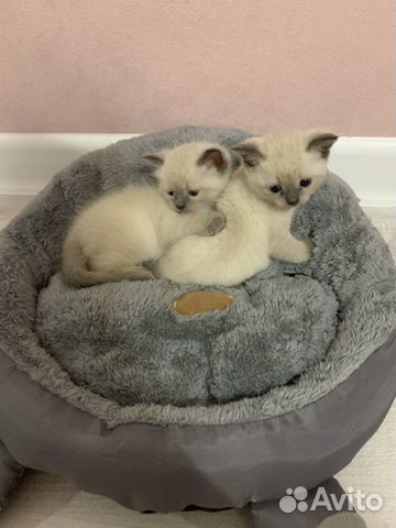 Тайские котята