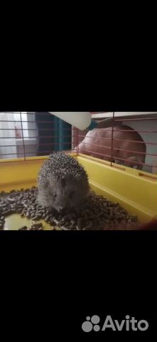 Одтае ёжика бесплатно