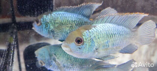 Нанакара неон блю