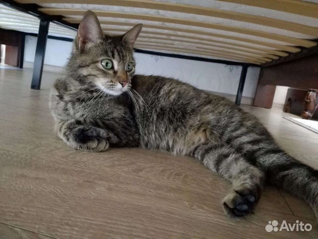 Кошка в дар