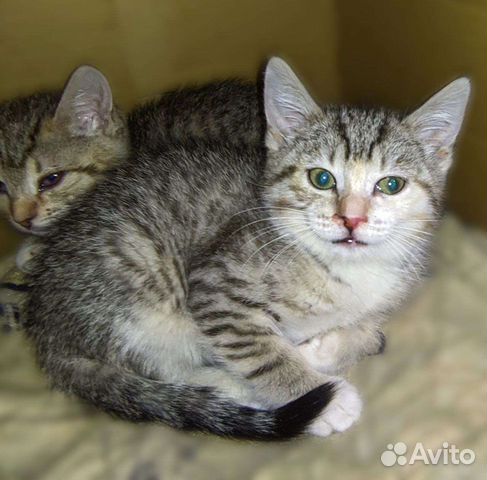 Серо-полосатый котенок девочка Мальви