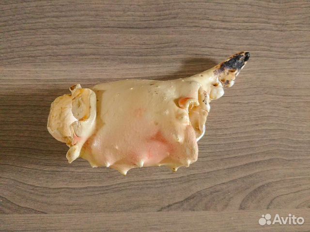 Клешня камчатского краба