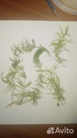 Излишки прополки, наяс и роголистник